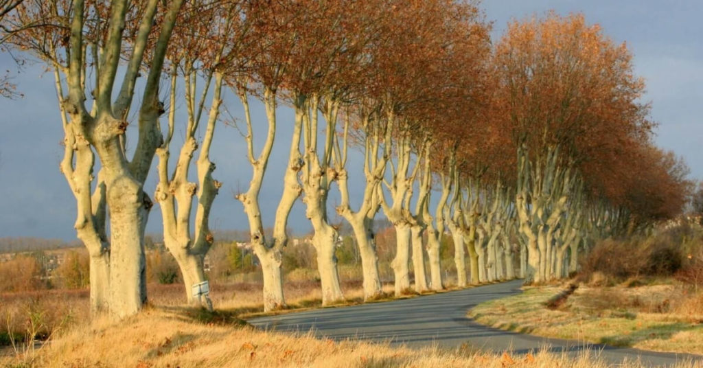 Conversations About French Lifestyle and Customs Between Locals and ...